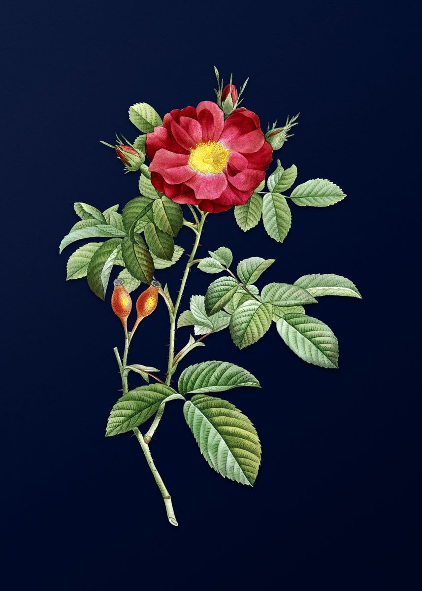 'Portland Rose on Blue' Poster, picture, metal print, paint by Holy ...