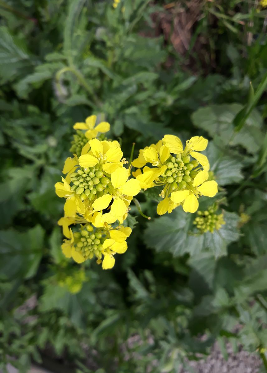 'Rapeseed bouquet' Poster, picture, metal print, paint by Edy Art Space ...