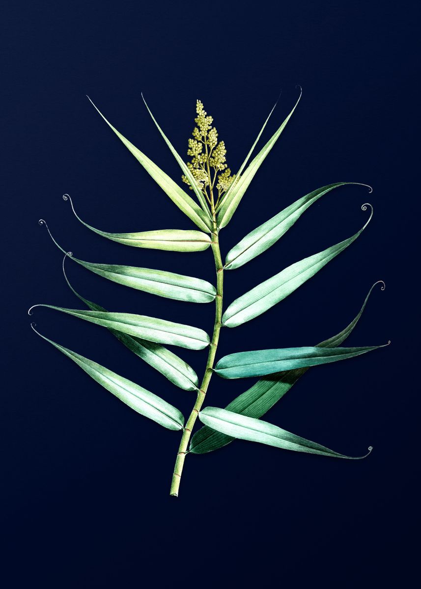 'Bush Cane on Blue' Poster, picture, metal print, paint by Holy Rock ...