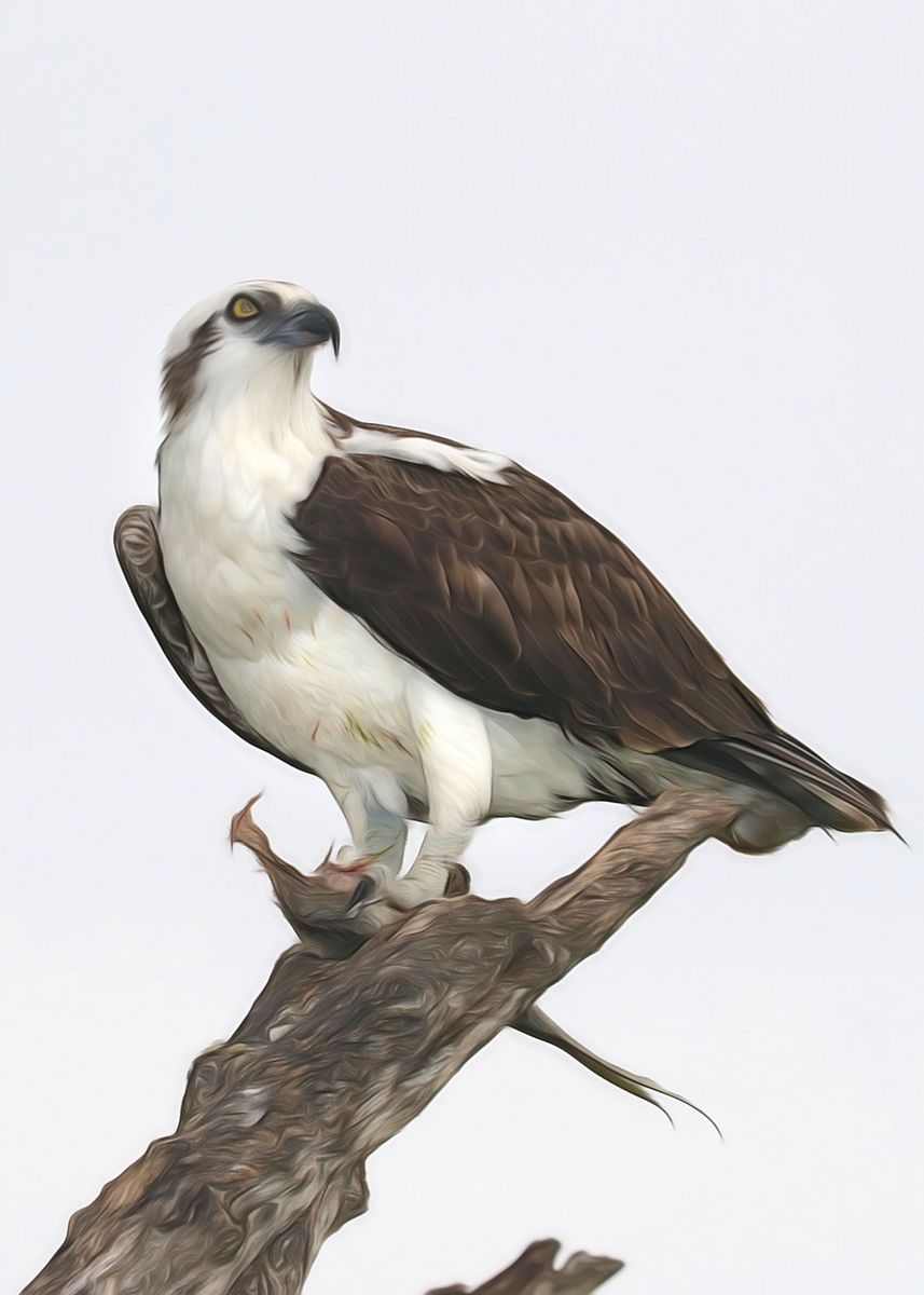 'Osprey' Poster, picture, metal print, paint by Armstrong | Displate