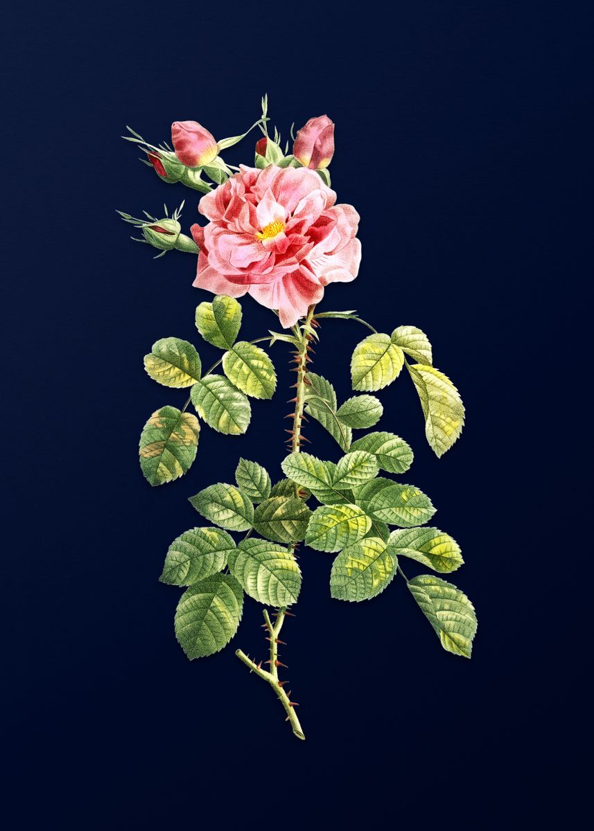 'Four Seasons Rose on Blue' Poster, picture, metal print, paint by Holy ...