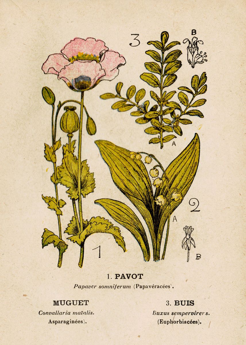 'LILY + POPPY + BOXWOOD' Poster by Olivier Giroux | Displate