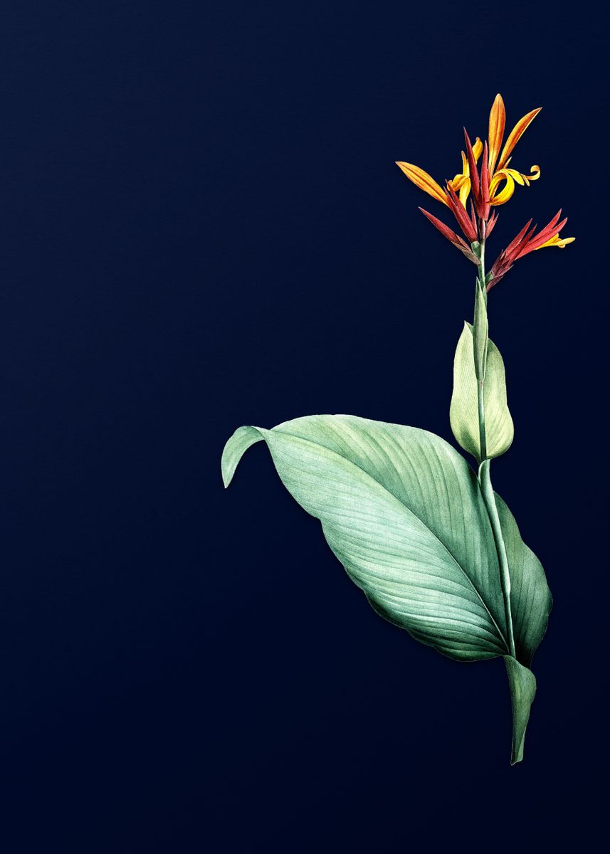 'Indian Shot on Royal Blue' Poster, picture, metal print, paint by Holy ...