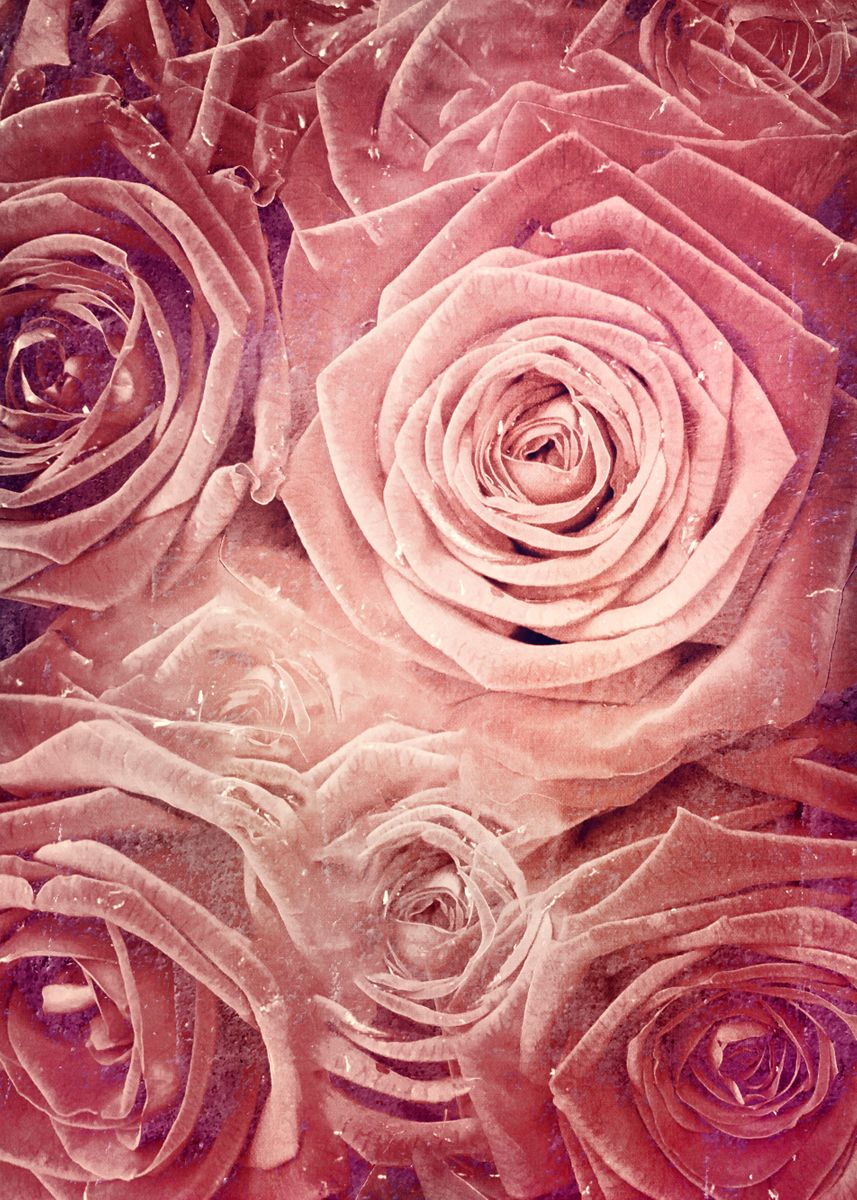 'Distressed Roses' Poster, picture, metal print, paint by Dirk ...