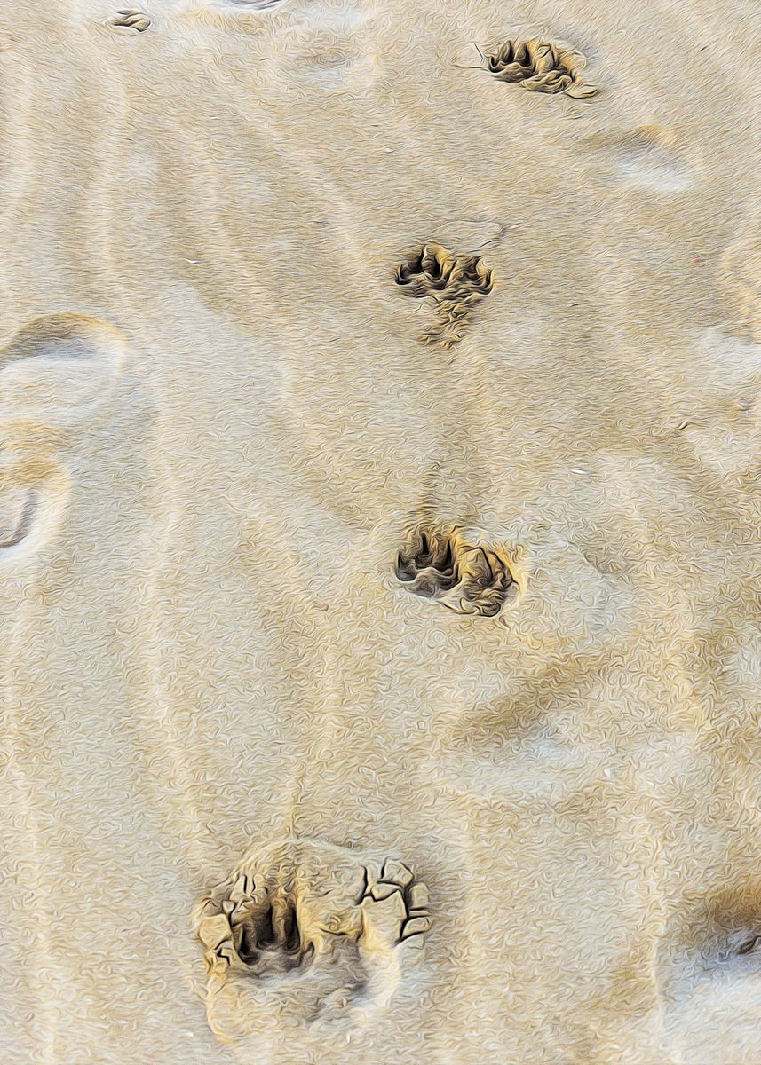 'Dog paws prints on sand' Poster by Sergio Pazzano | Displate