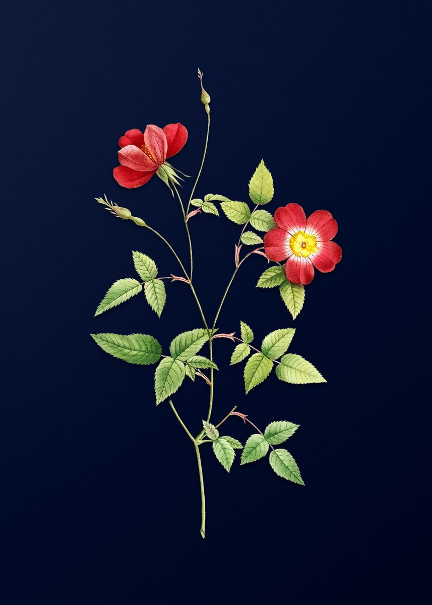 'Indica Rose on Royal Blue' Poster, picture, metal print, paint by Holy ...