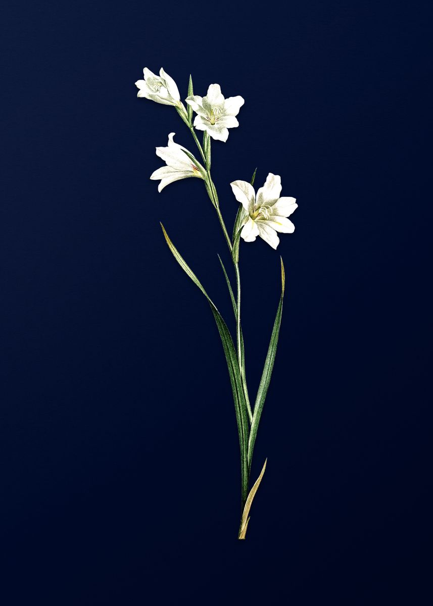 'Painted Lady on Blue' Poster by Holy Rock Design | Displate