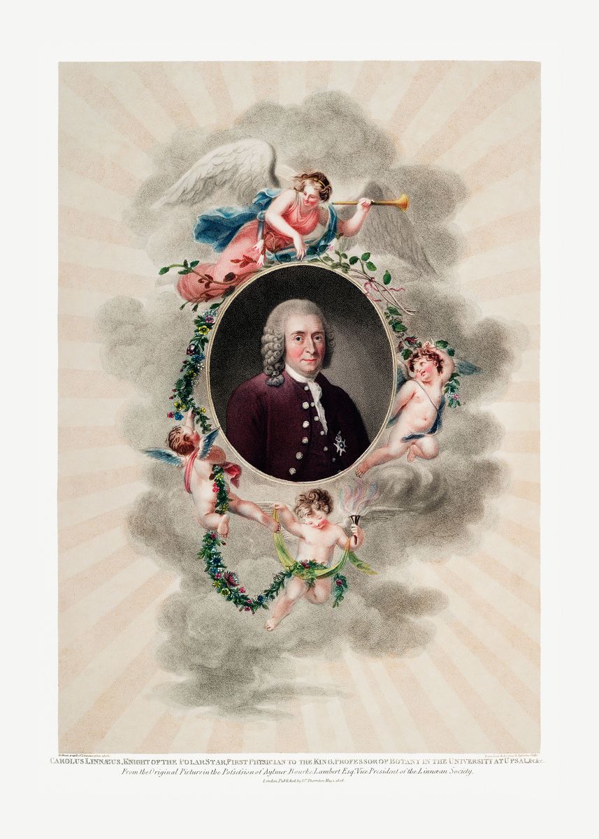 'Carl Linnaeus' Poster, picture, metal print, paint by tony4urban ...