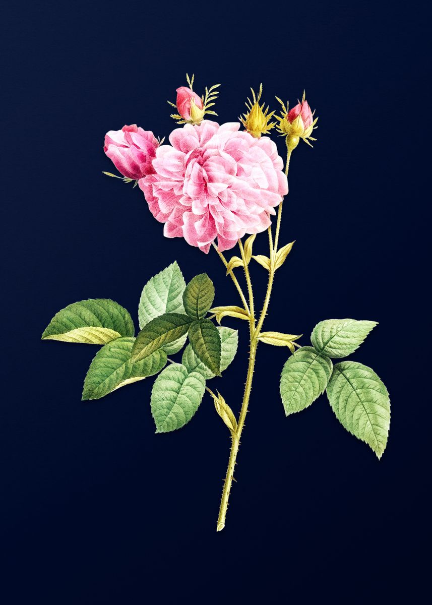 'Agatha Rose on Royal Blue' Poster, picture, metal print, paint by Holy ...