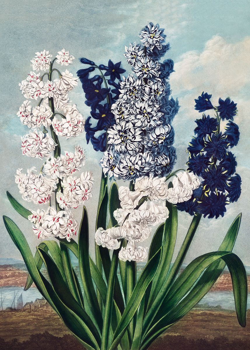 'Hyacinths ' Poster, picture, metal print, paint by tony4urban | Displate