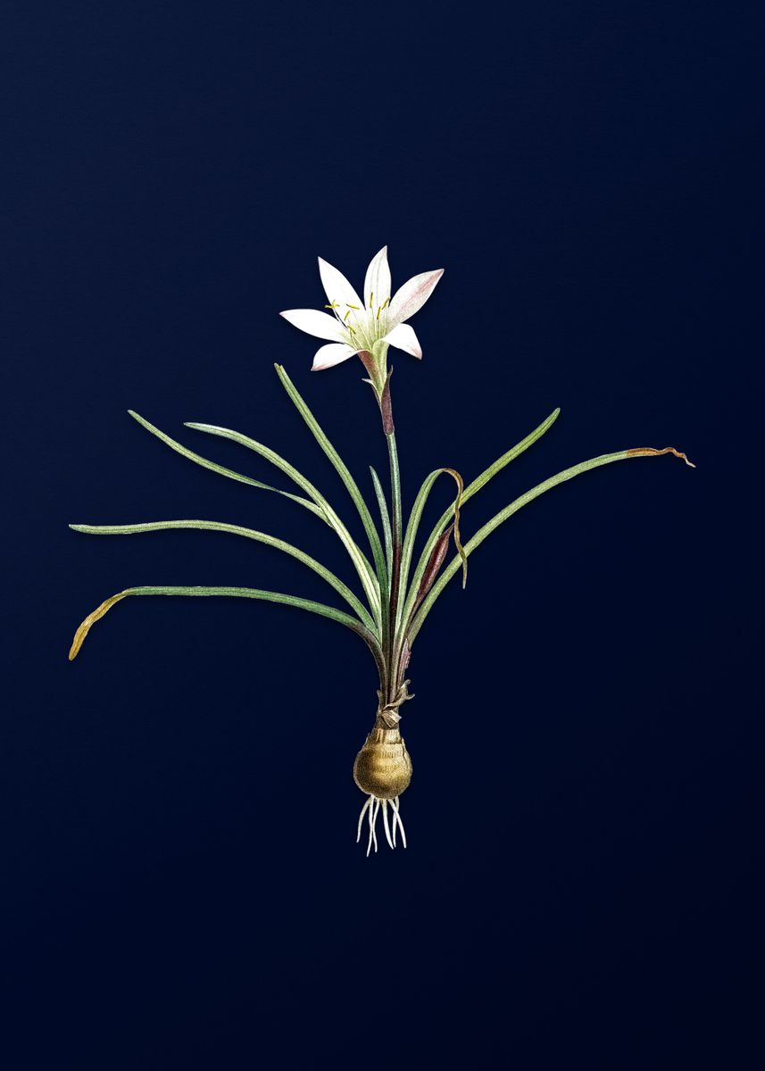 'Rain Lily on Deep Blue' Poster, picture, metal print, paint by Holy ...