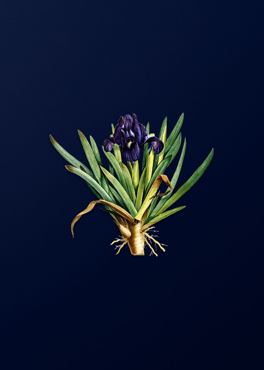'Pygmy Iris on Deep Blue' Poster by Holy Rock Design | Displate