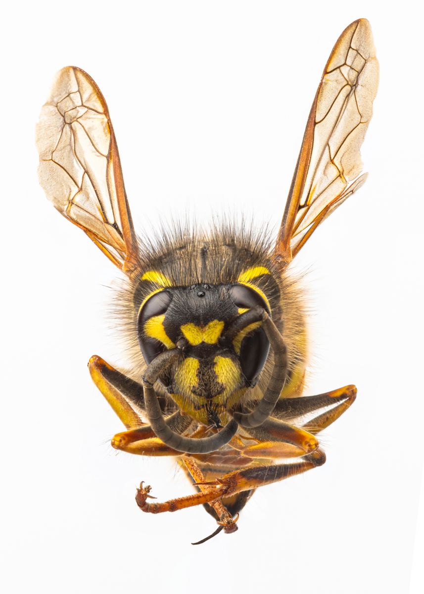 'Wasp' Poster by David Hare | Displate