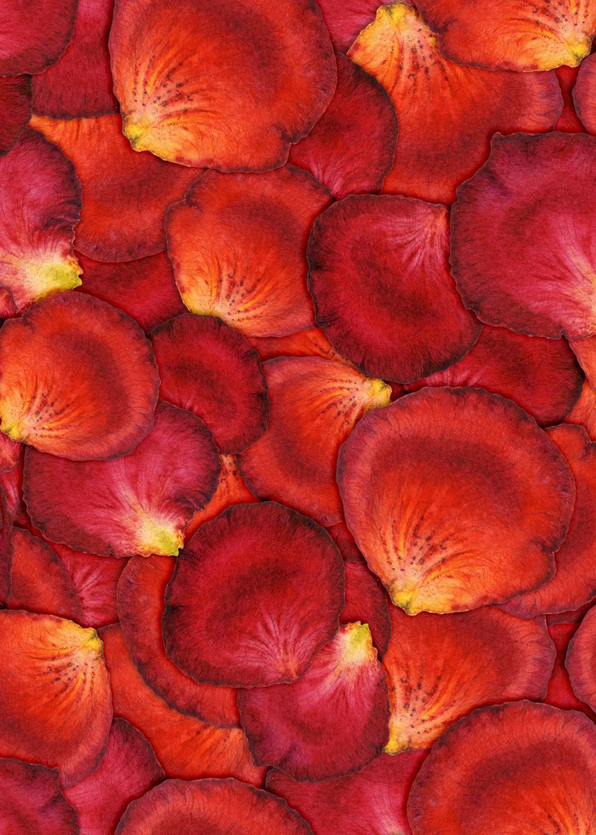 'Red Rose Petal Pattern' Poster, picture, metal print, paint by Aloke ...