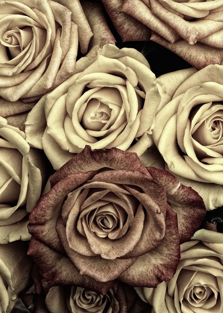 'Brown Roses' Poster, picture, metal print, paint by Aloke Design ...