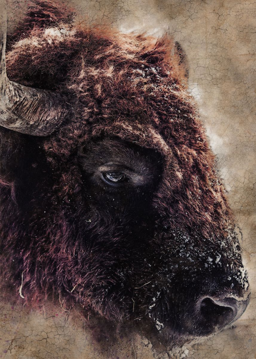 'Bison' Poster, picture, metal print, paint by Petra Rommelfanger ...