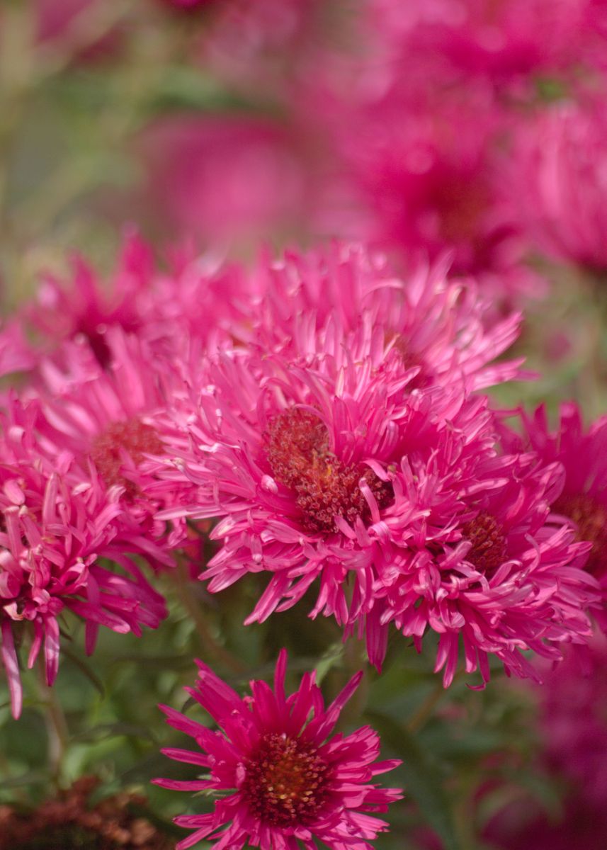 'Pink Aster III' Poster, picture, metal print, paint by Jourdan Cameron ...