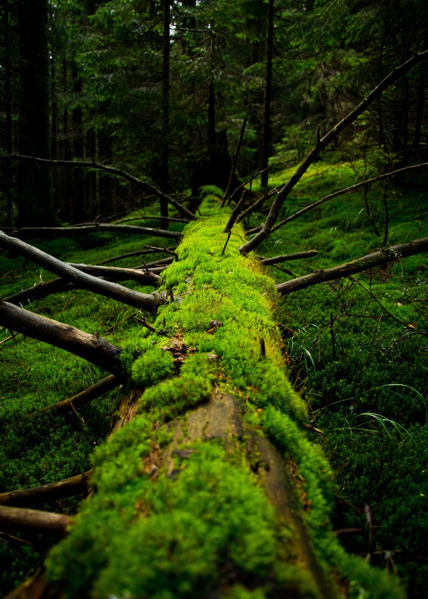 'Veteran Tree' Poster, picture, metal print, paint by Andrei Verdeanu ...