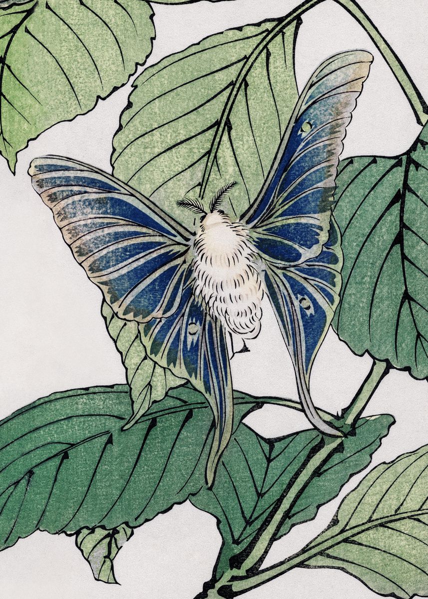 'Moth Traditional Japanese' Poster, picture, metal print, paint by ...