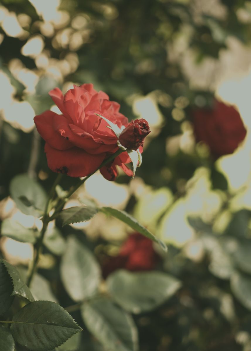 'Rose' Poster, picture, metal print, paint by Gauthier Lauwerie | Displate