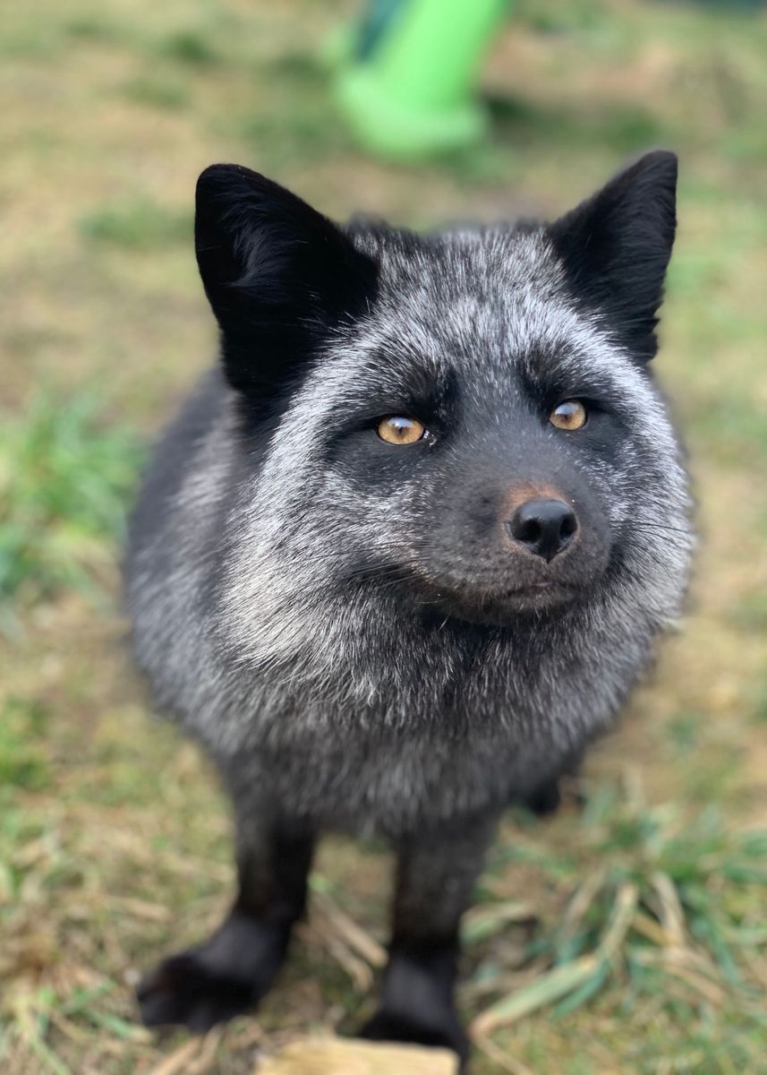'Laura rescued fox' Poster, picture, metal print, paint by Fox Asylum ...