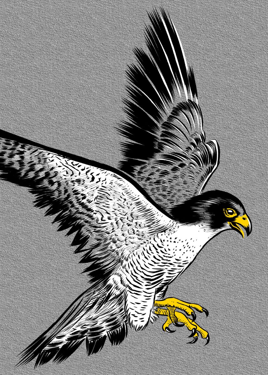 'Sketch Hawk ' Poster by Alberto Perez | Displate