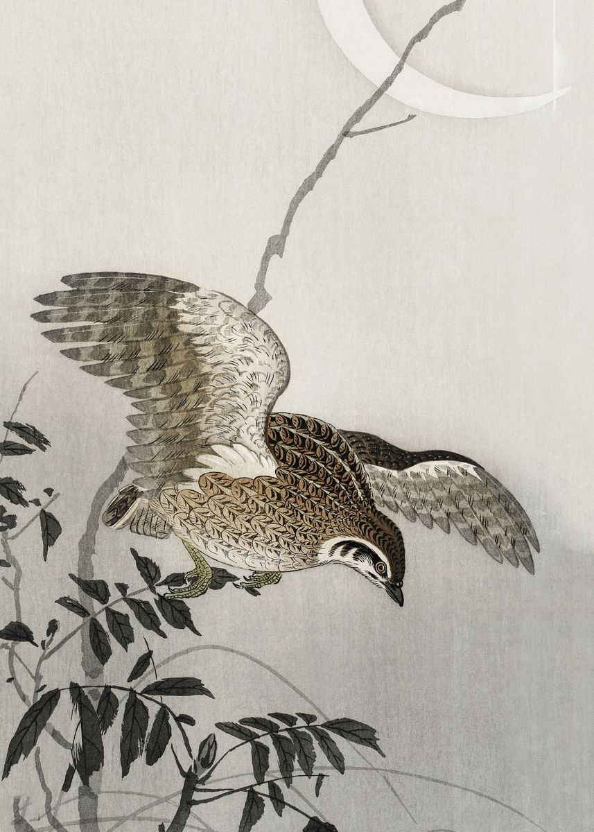 'Quail at moon sickle' Poster, picture, metal print, paint by ...