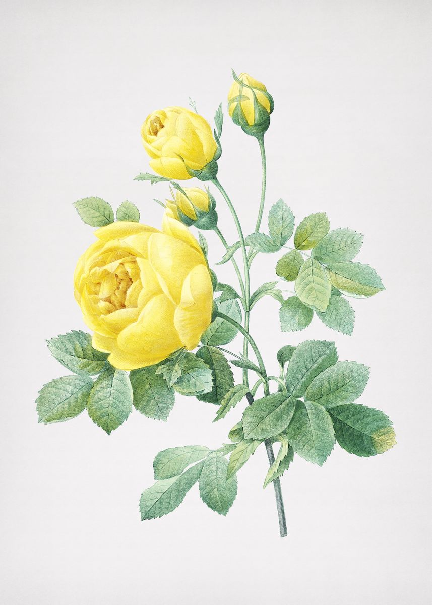 'Vintage Yellow Rose' Poster, picture, metal print, paint by Holy Rock ...