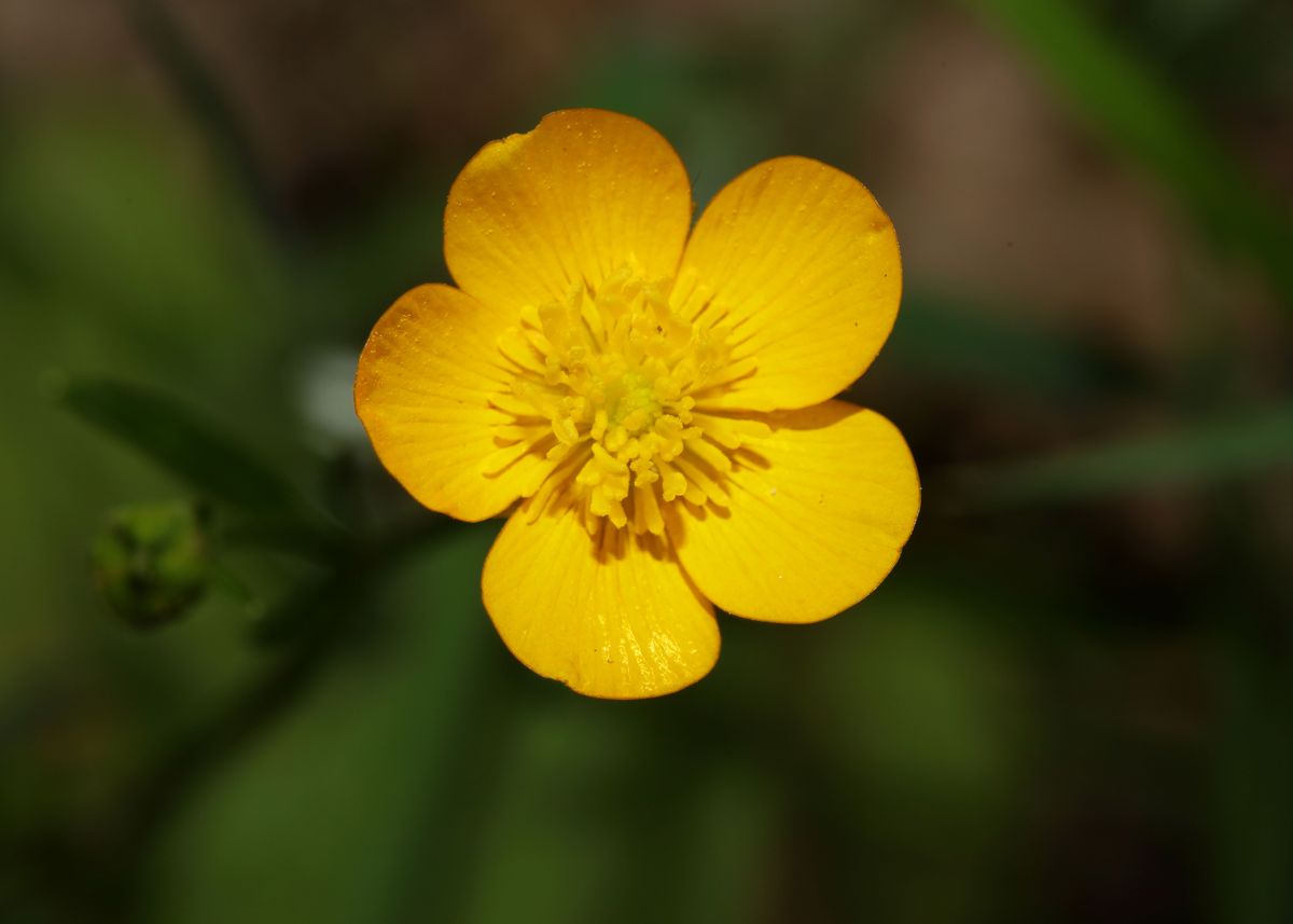 'Ranunculus acris flower' Poster by BakalaeroZz Photography | Displate