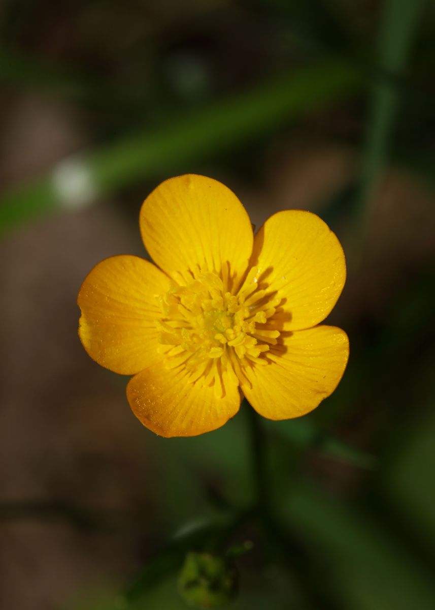 'Ranunculus acris flower' Poster by BakalaeroZz Photography | Displate