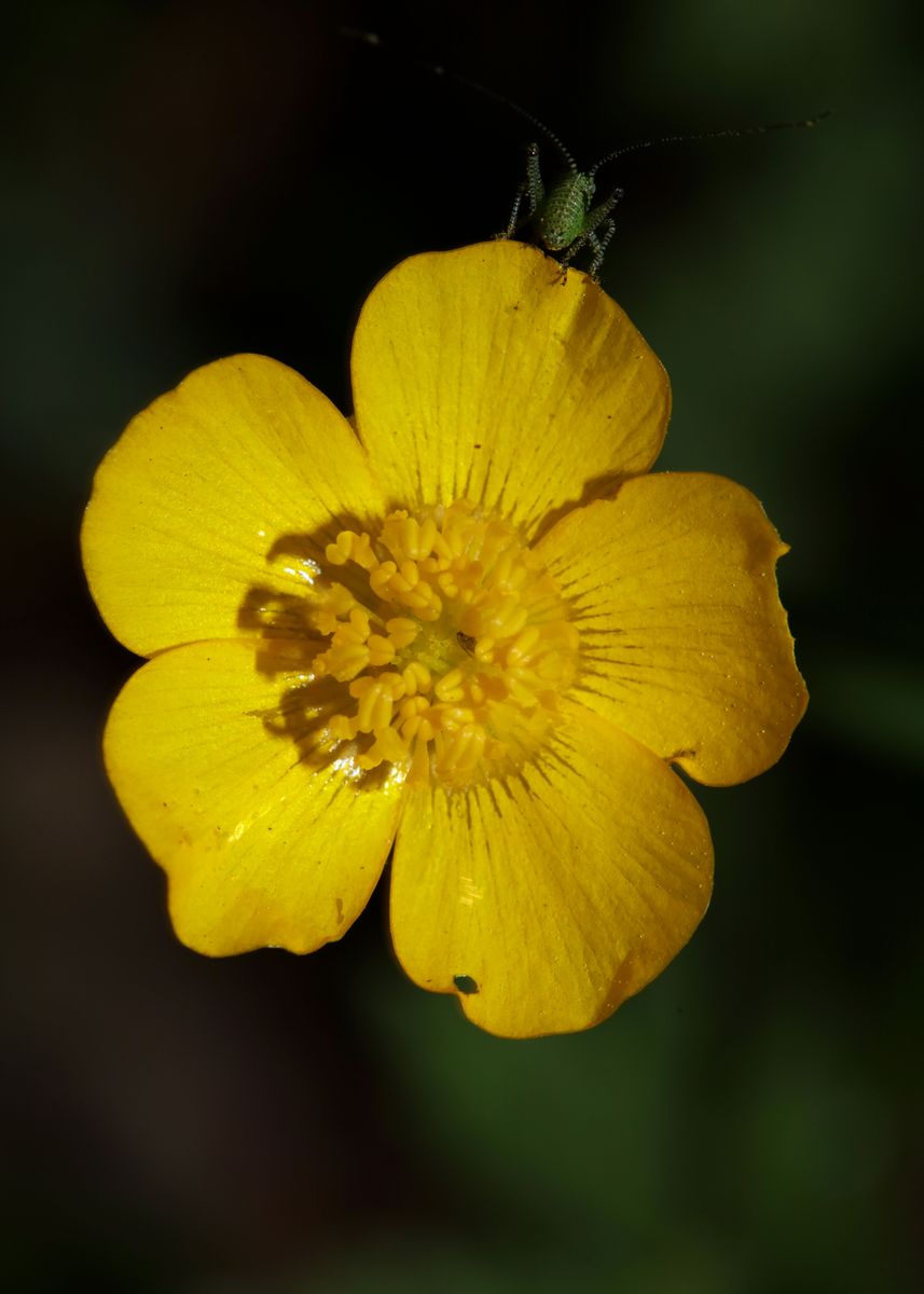 'Ranunculus acris flower' Poster, picture, metal print, paint by ...