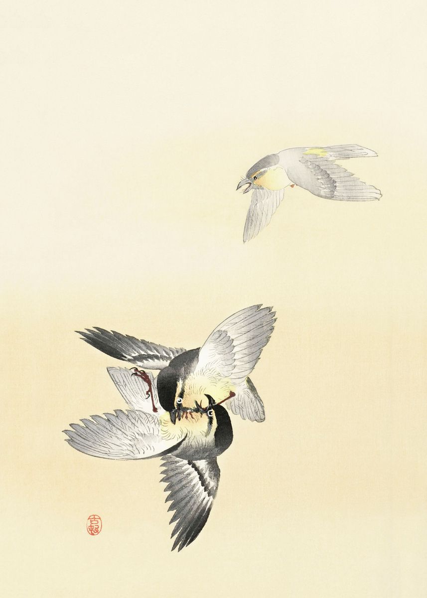 'Two fighting birds' Poster, picture, metal print, paint by tony4urban ...