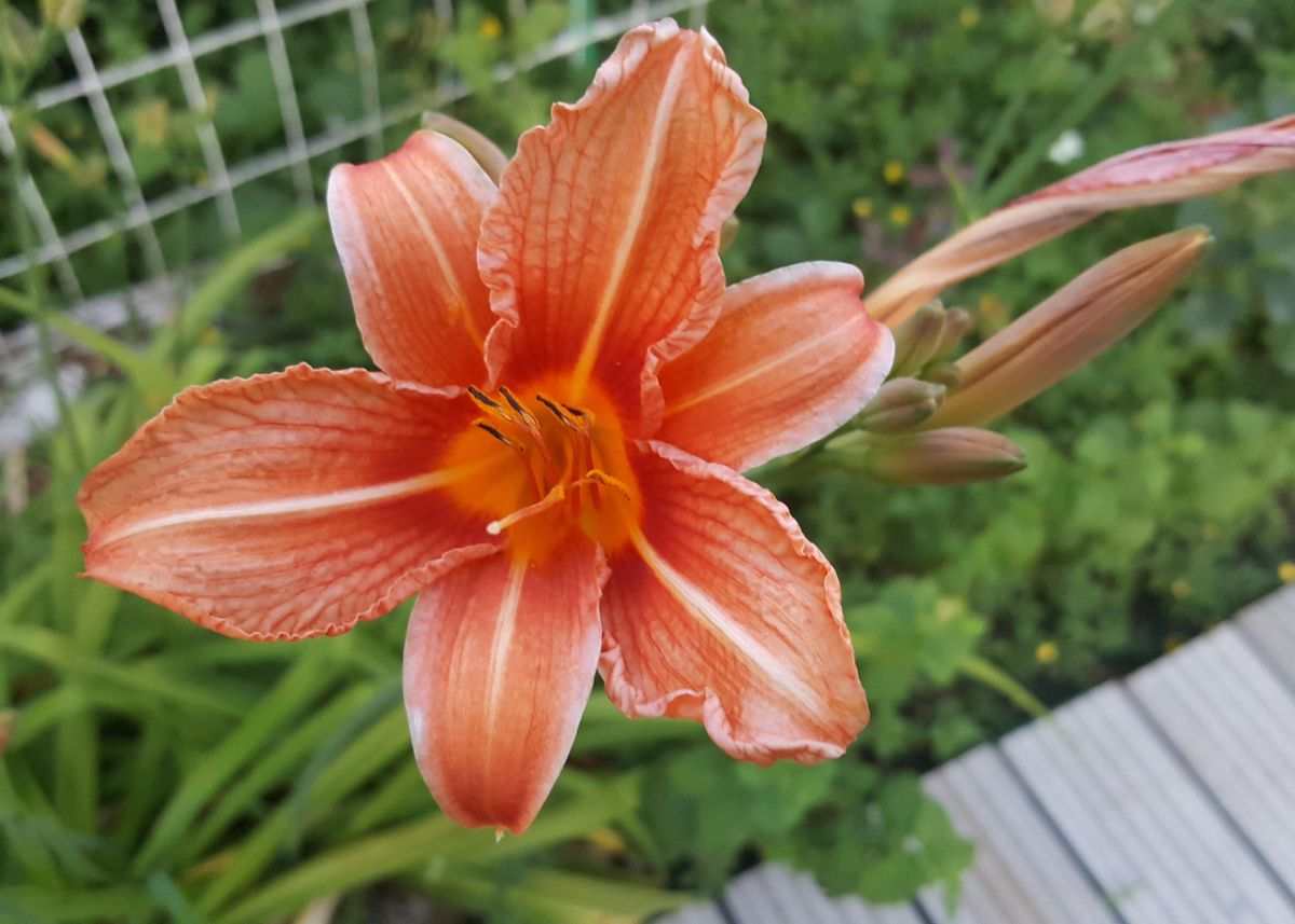 'Lys flower' Poster by Himitsu Retro | Displate