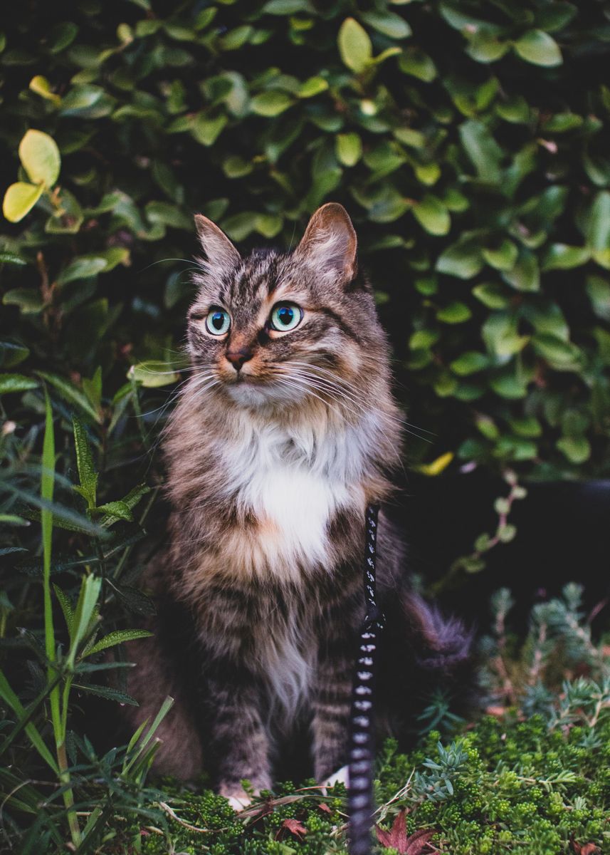 'cat photo' Poster, picture, metal print, paint by LAST LIGHT | Displate