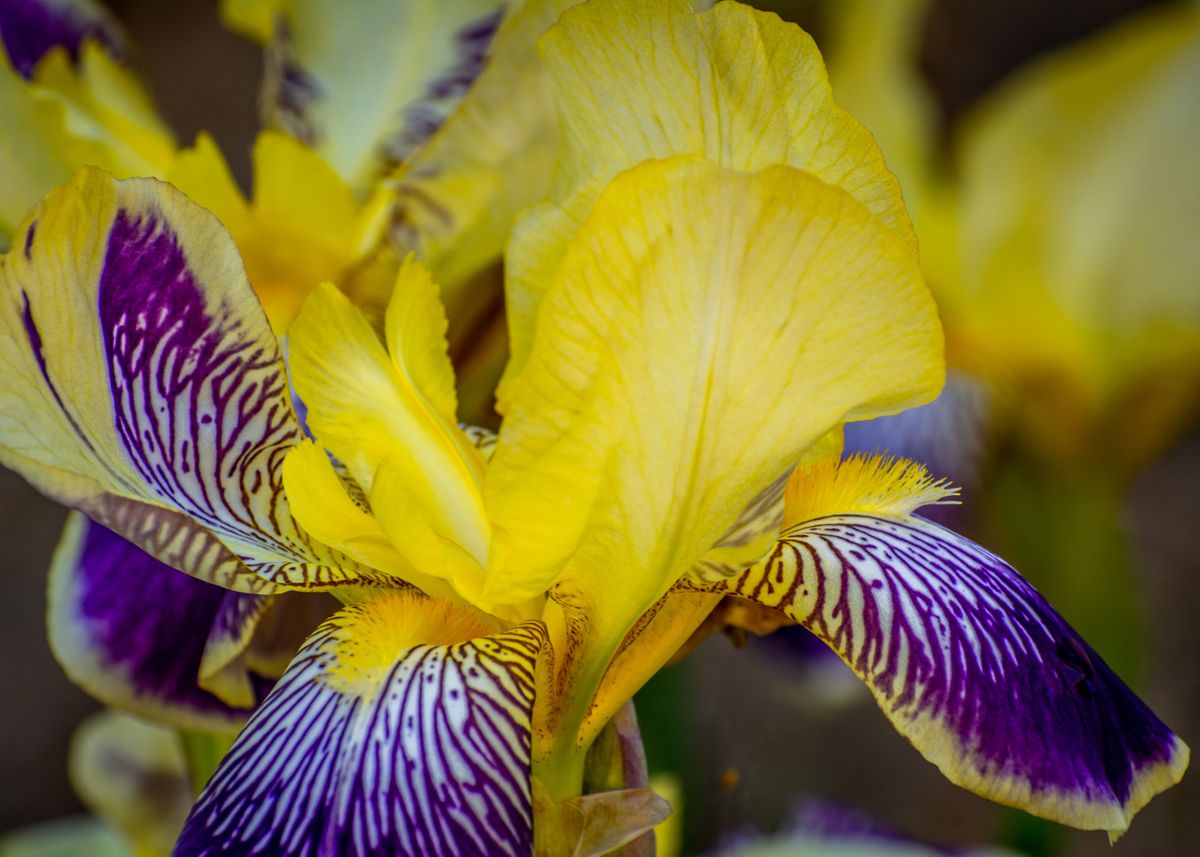 'Iris flower closeup' Poster by NAMA | Displate