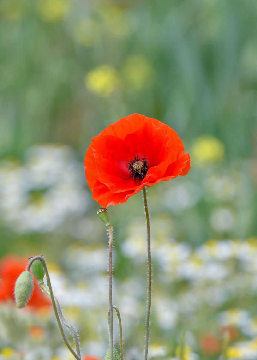 'Poppy portrait no 4' Poster, picture, metal print, paint by Pauline ...