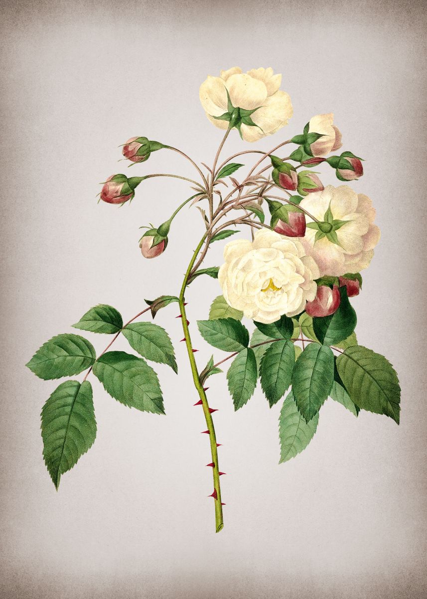 'Vintage White Flowers' Poster by Holy Rock Design | Displate