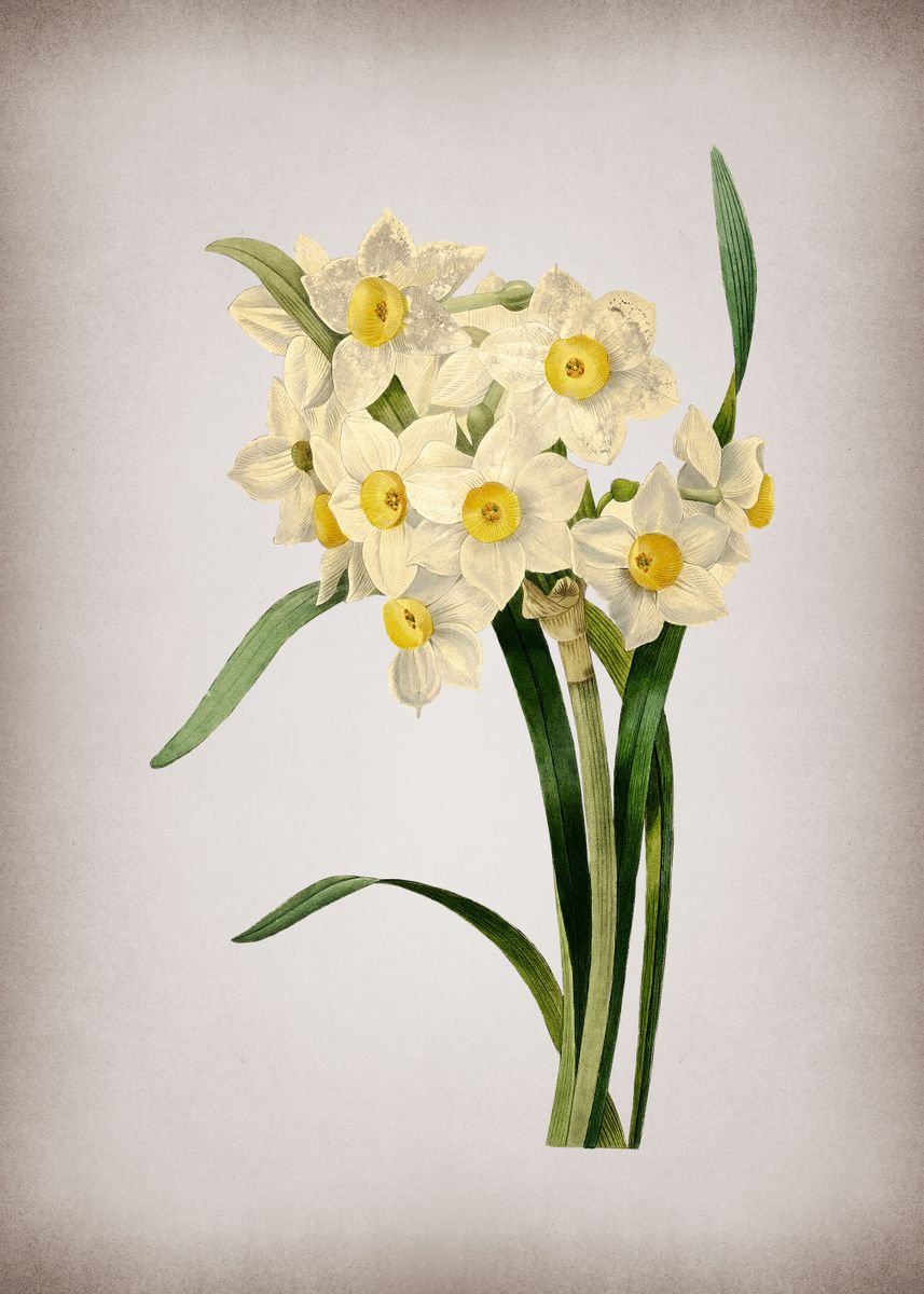 'Vintage Daffodil' Poster, picture, metal print, paint by Holy Rock ...