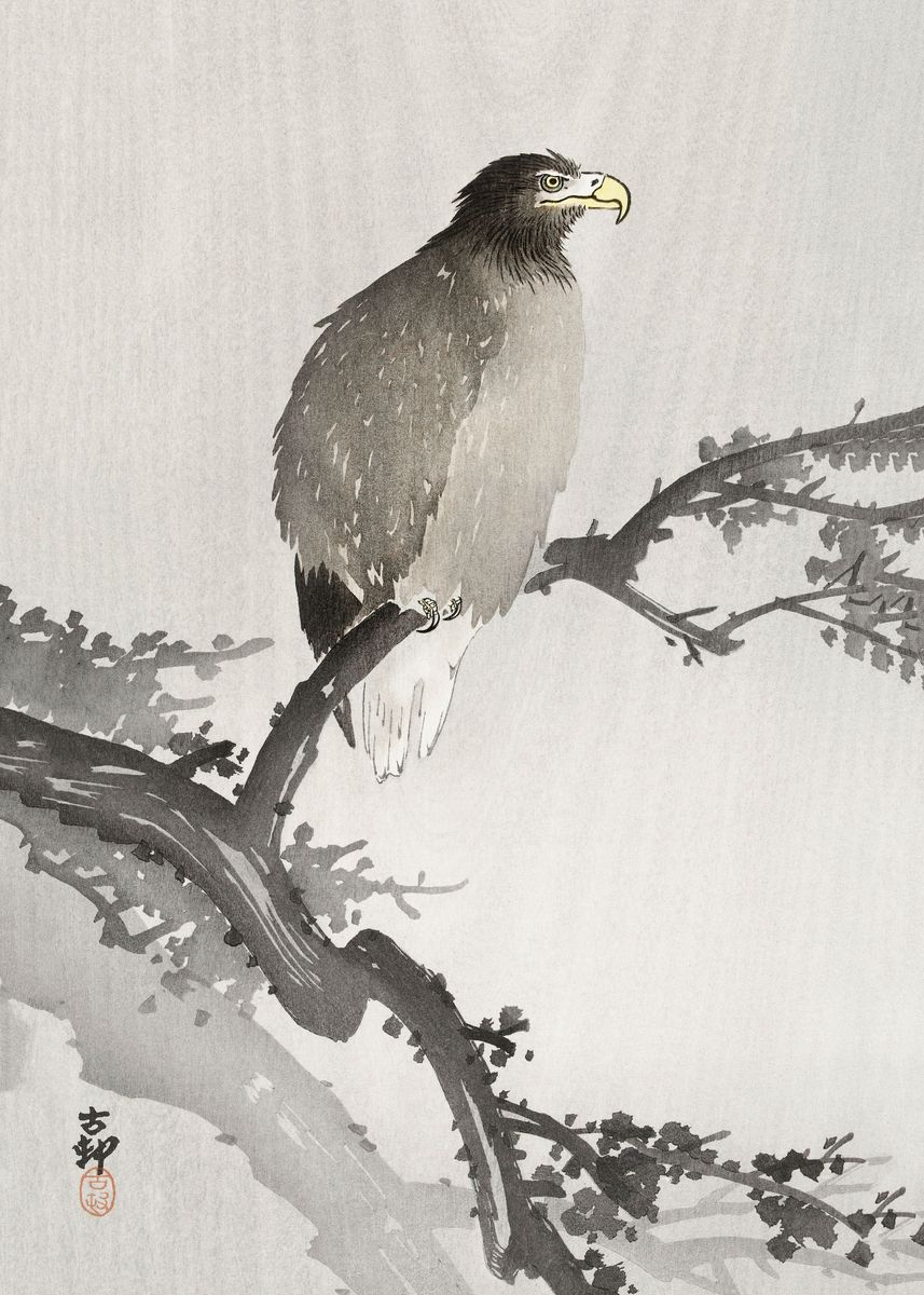 'White tailed eagle' Poster, picture, metal print, paint by tony4urban ...