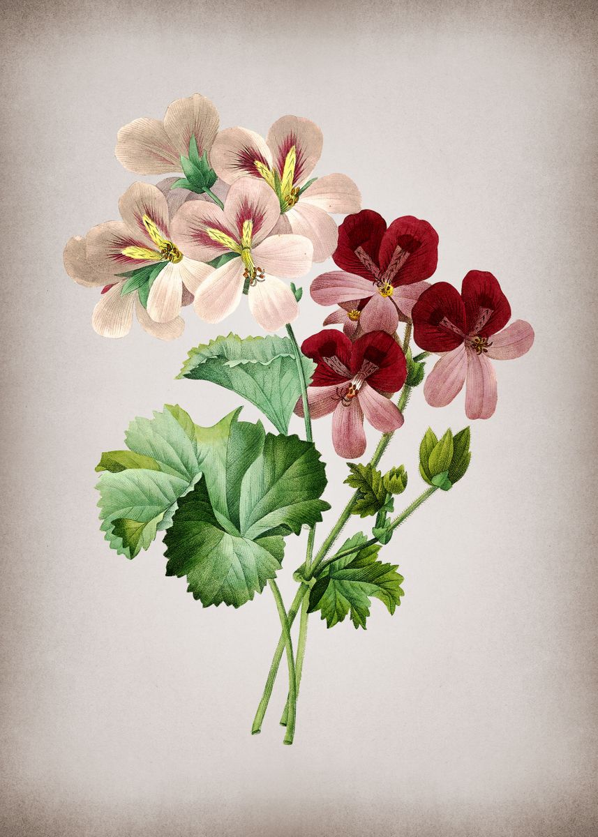 'Vintage Cranes Geranium' Poster by Holy Rock Design | Displate