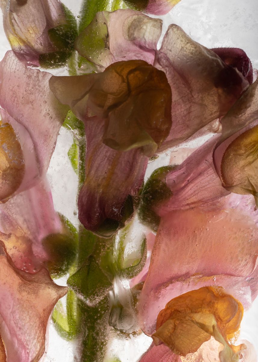 'Snapdragon in ice 1' Poster by Marc Heiligenstein | Displate