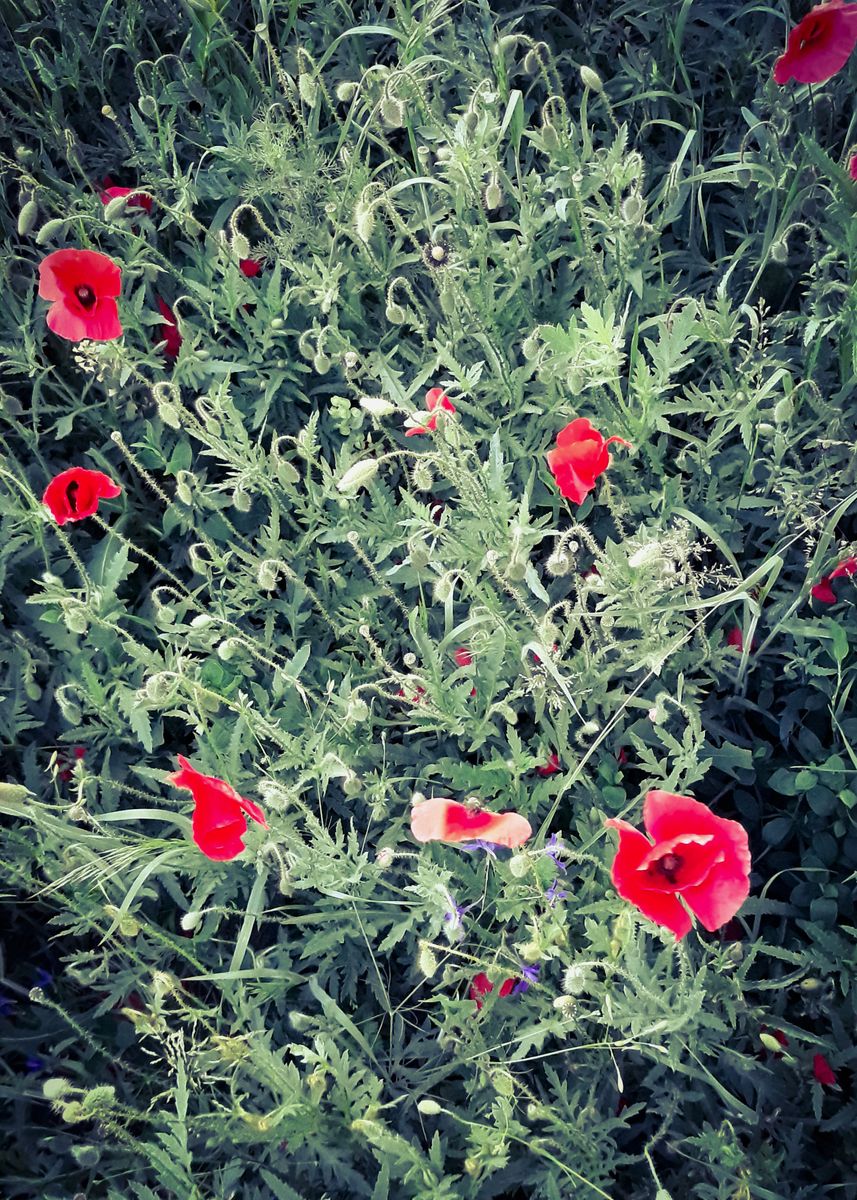 'Poppy top view' Poster, picture, metal print, paint by Edy Art Space ...