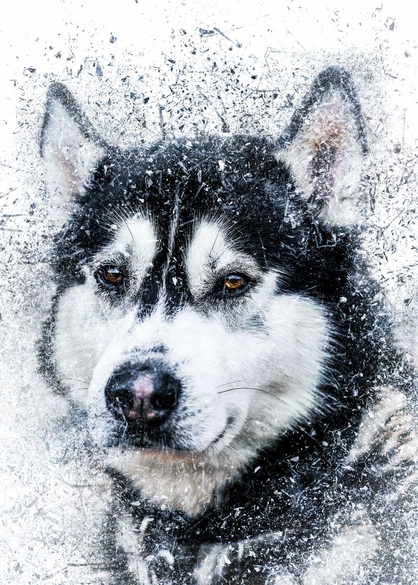 'Shattered Husky' Poster by Sean Drummond | Displate