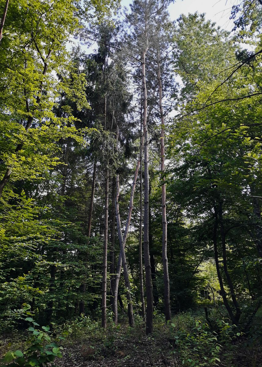 'Fresh forest' Poster by Edy Art Space | Displate