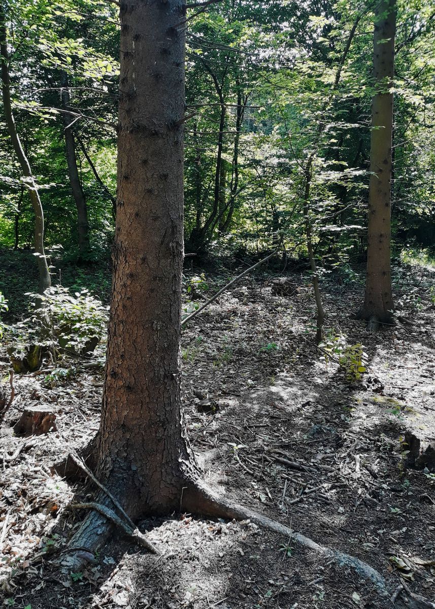 'Tree trunk' Poster, picture, metal print, paint by Edy Art Space ...