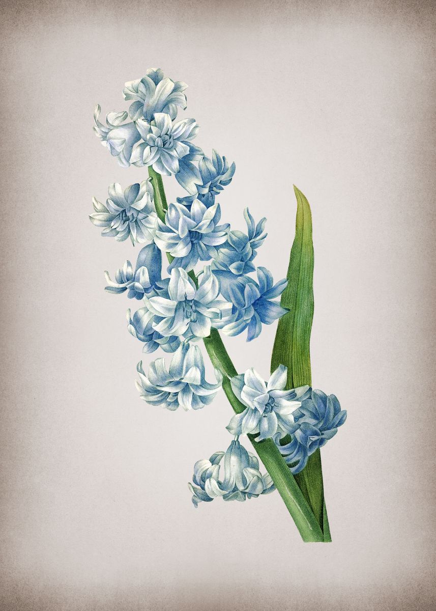 'Vintage Oriental Hyacinth' Poster, picture, metal print, paint by Holy ...