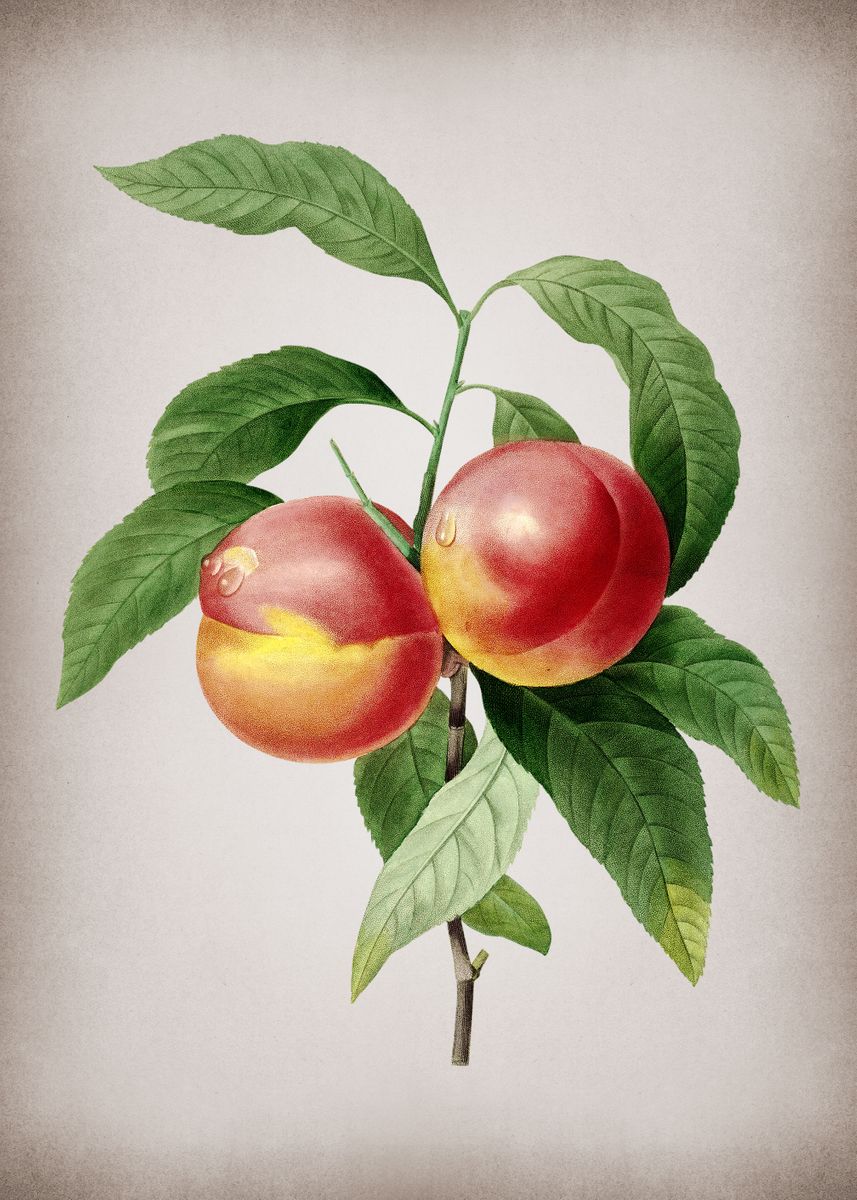 'Vintage Peach' Poster, picture, metal print, paint by Holy Rock Design ...