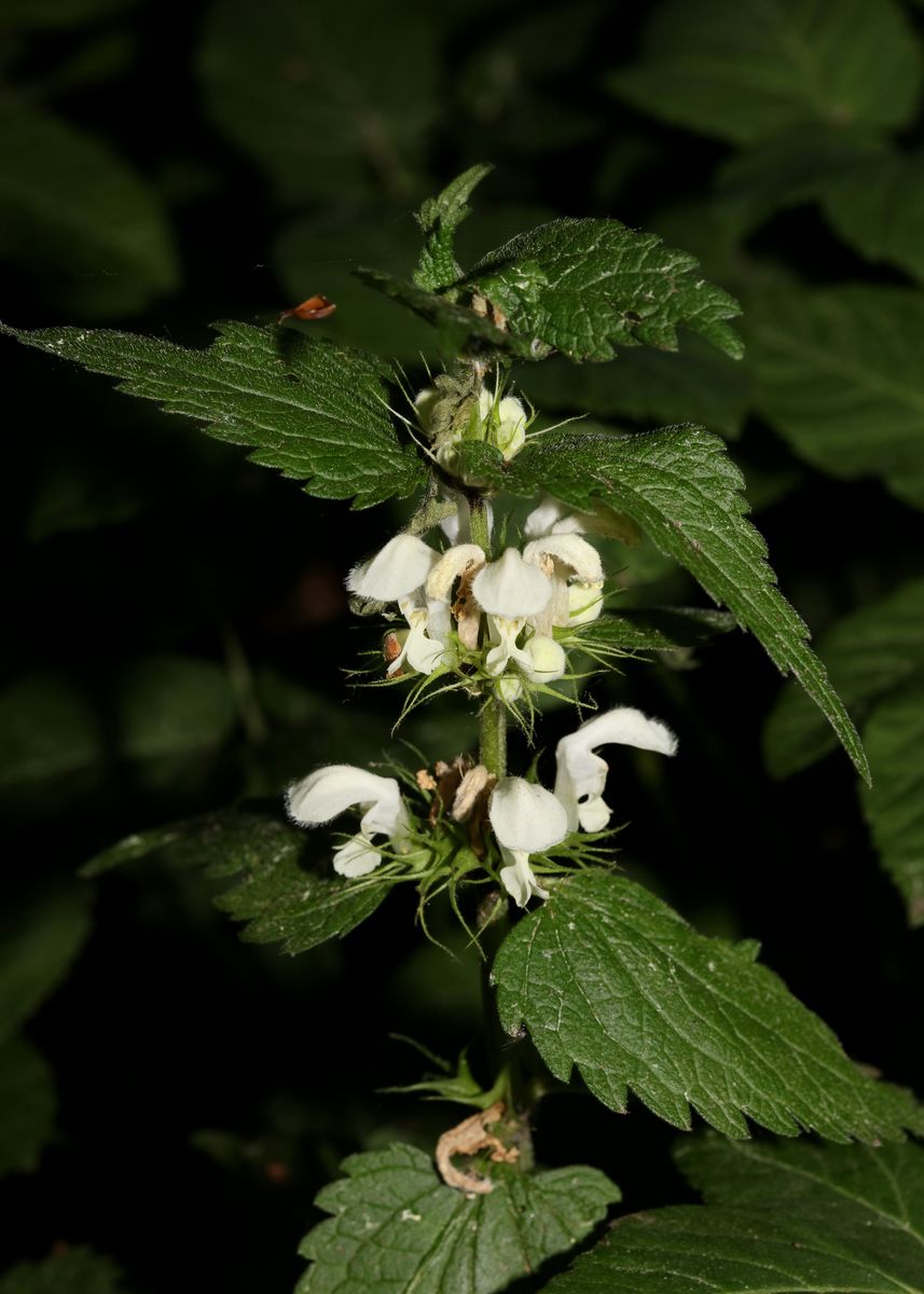 'Lamium album lamiaceae' Poster by BakalaeroZz Photography | Displate