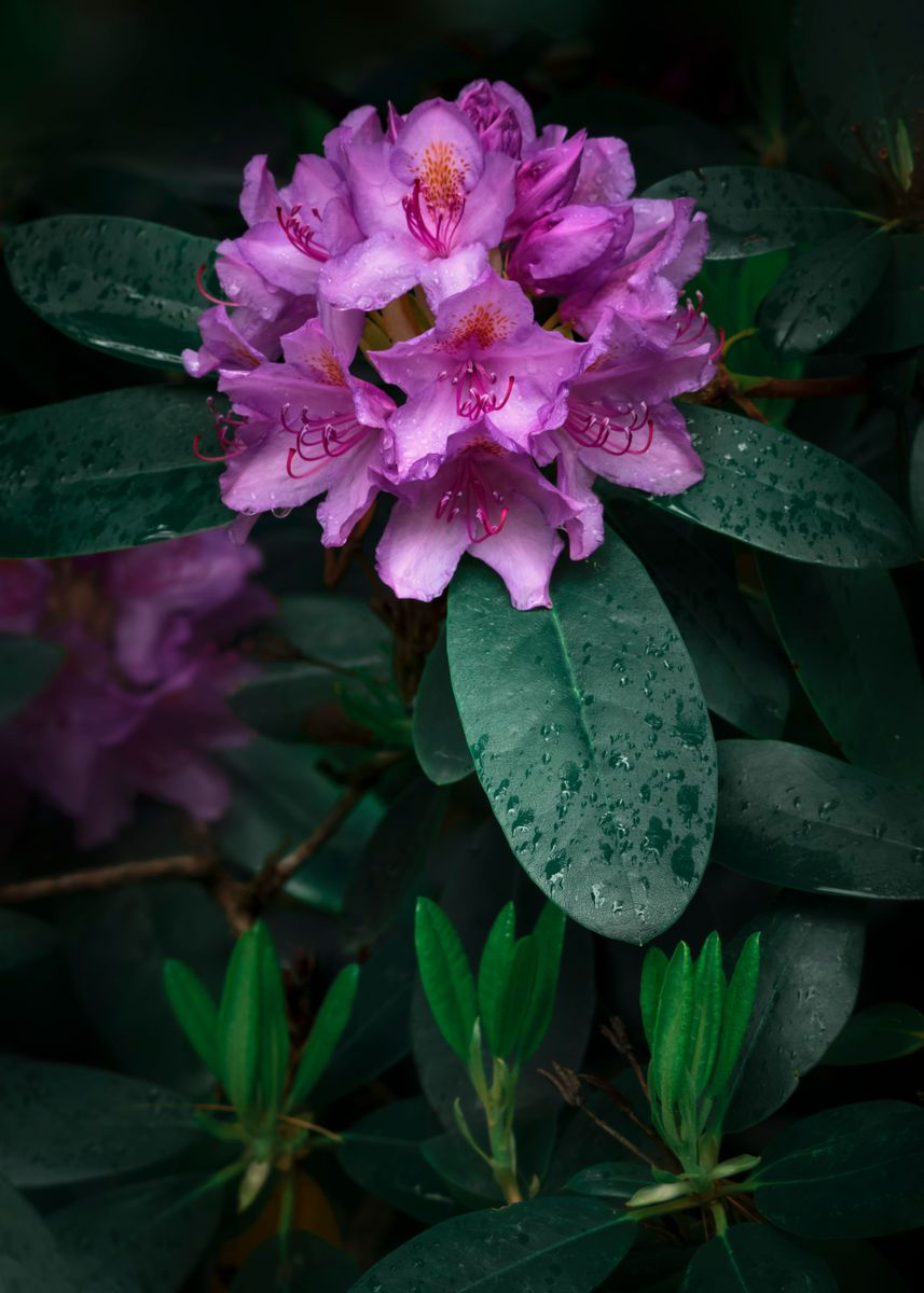 'Flower no 2' Poster, picture, metal print, paint by Pawel Kaim | Displate