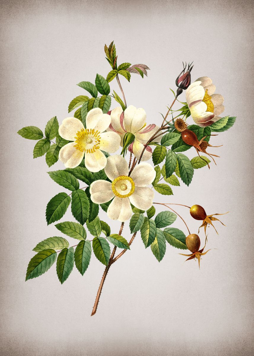 'Vintage White Rose' Poster, picture, metal print, paint by Holy Rock ...